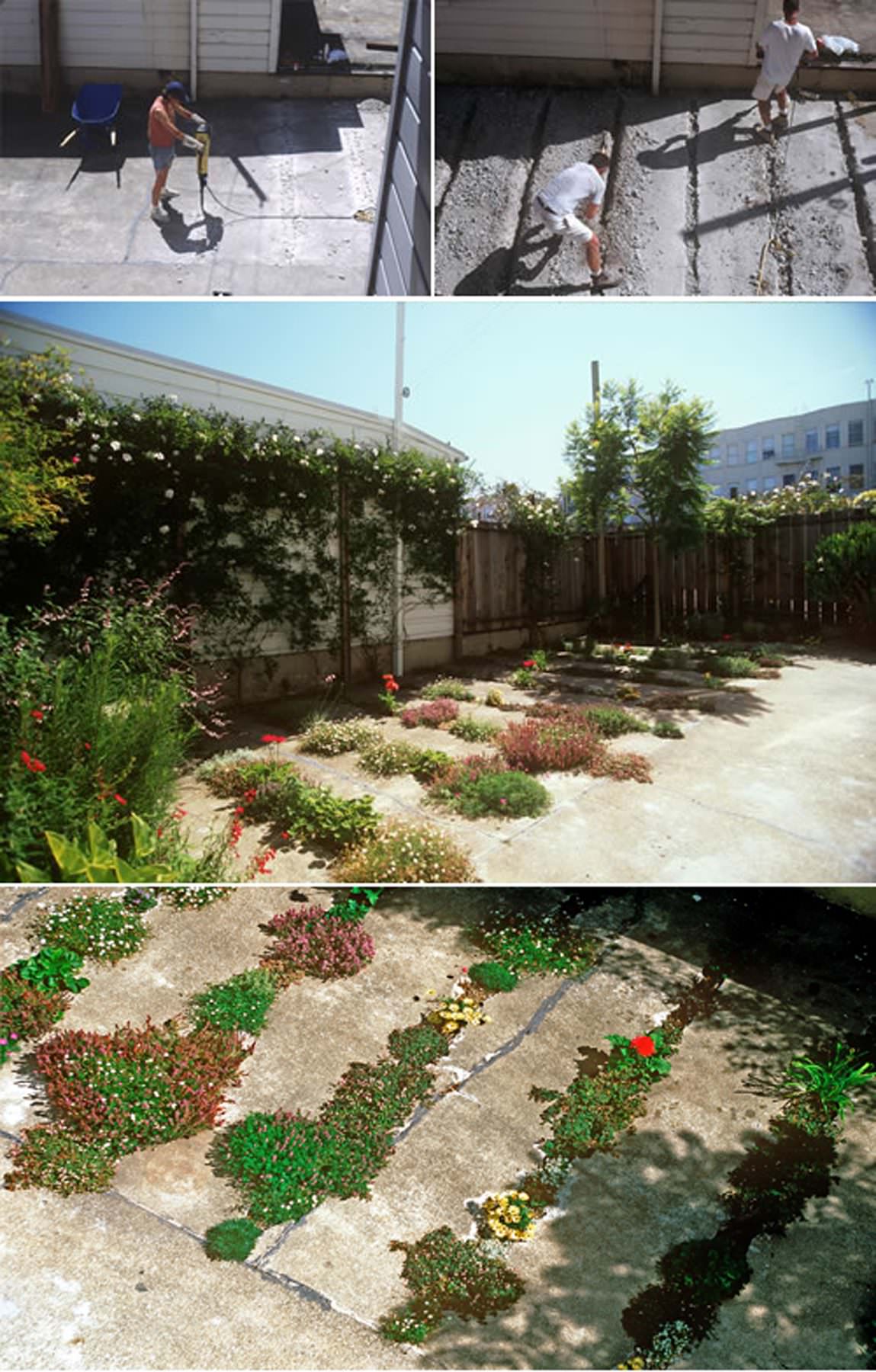 Crack Garden - Offshoots