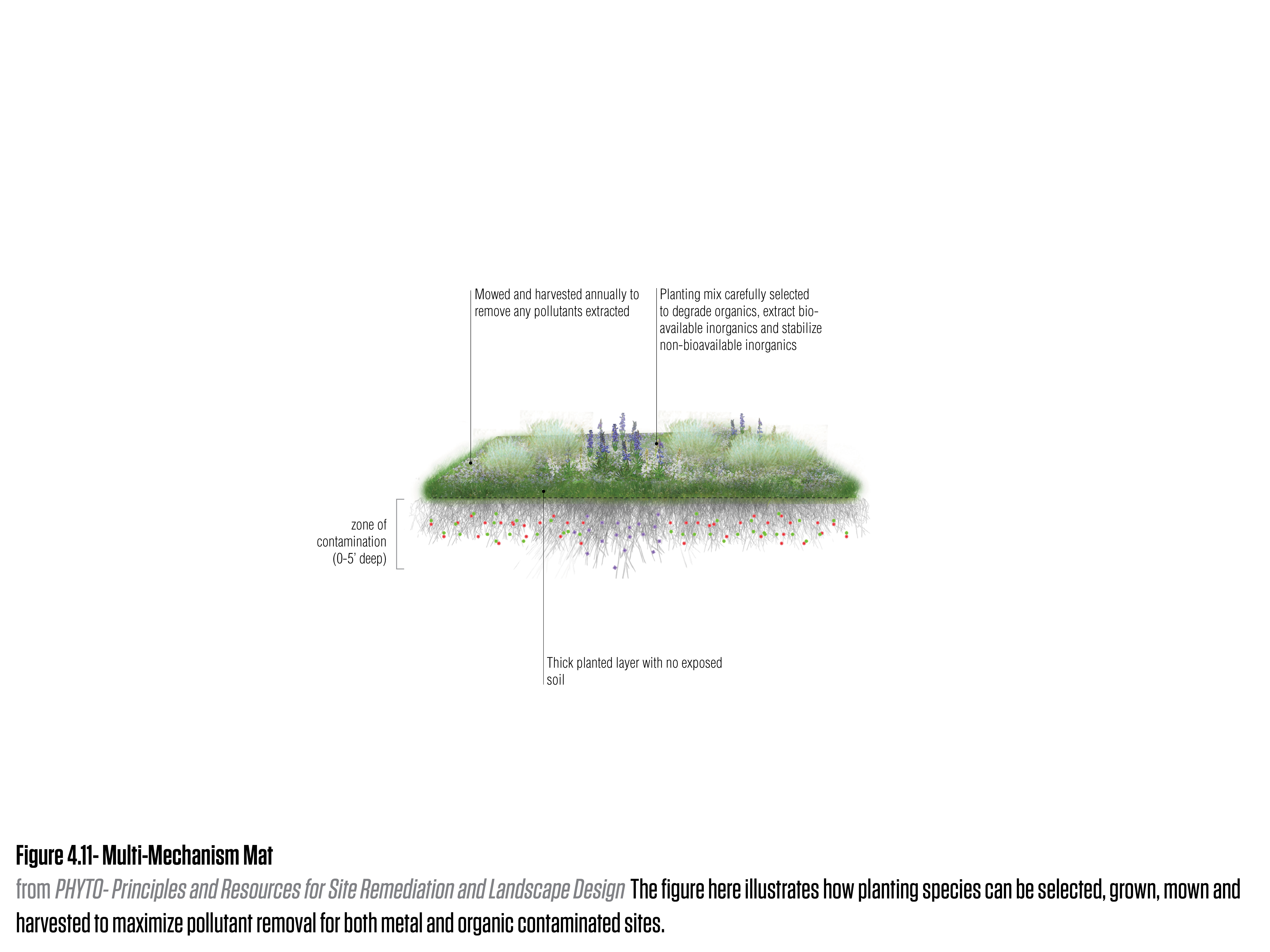 Phytoremediation Book Diagrams- Kennen- Offshoots Boston Landscape ... Phytoremediation Book Diagrams- Kennen- Offshoots Boston Landscape ...