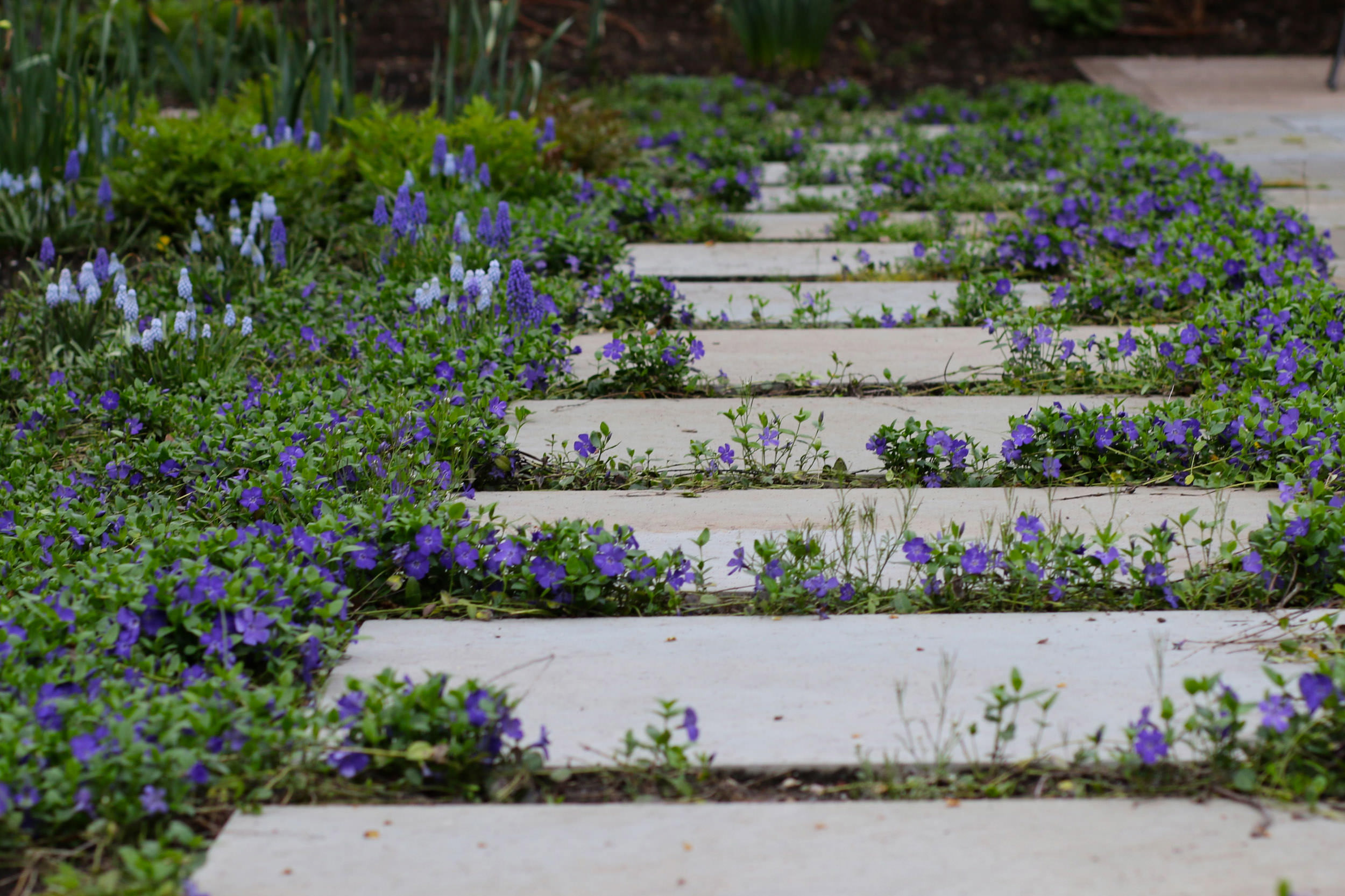 Pavers With Ground Cover What To Plant Between Pavers In The Garden
