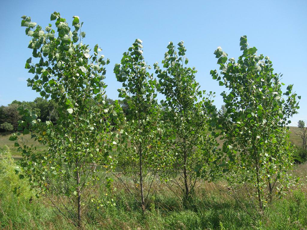 Populus sp - Offshoots