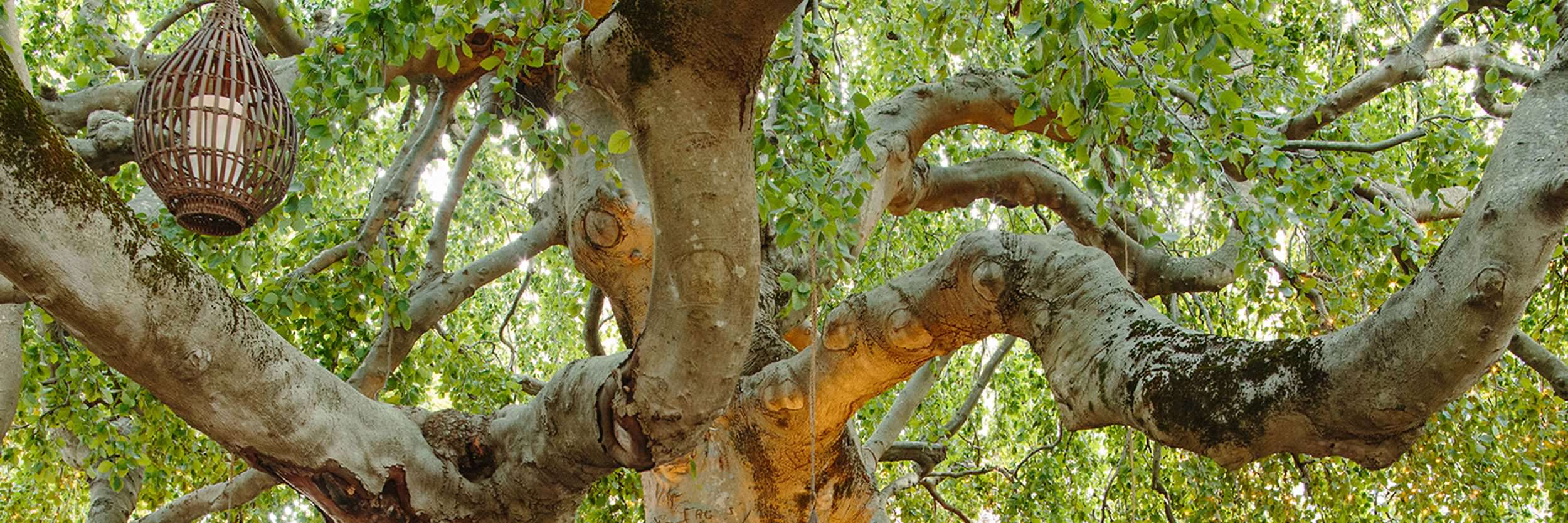 Anejo Restaurant - Offshoots