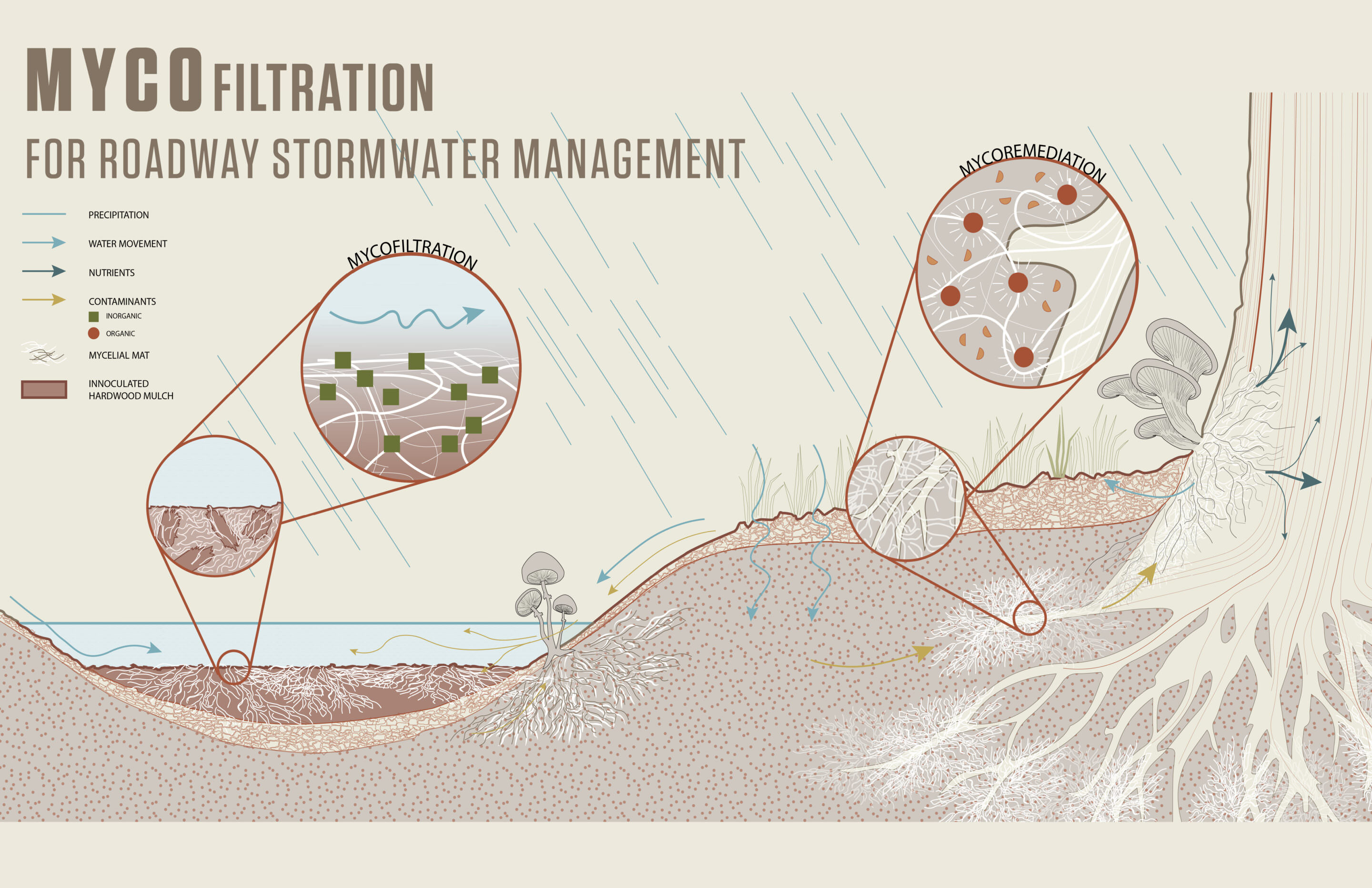 MYCO: MassDOT Mycofiltration Project - Offshoots