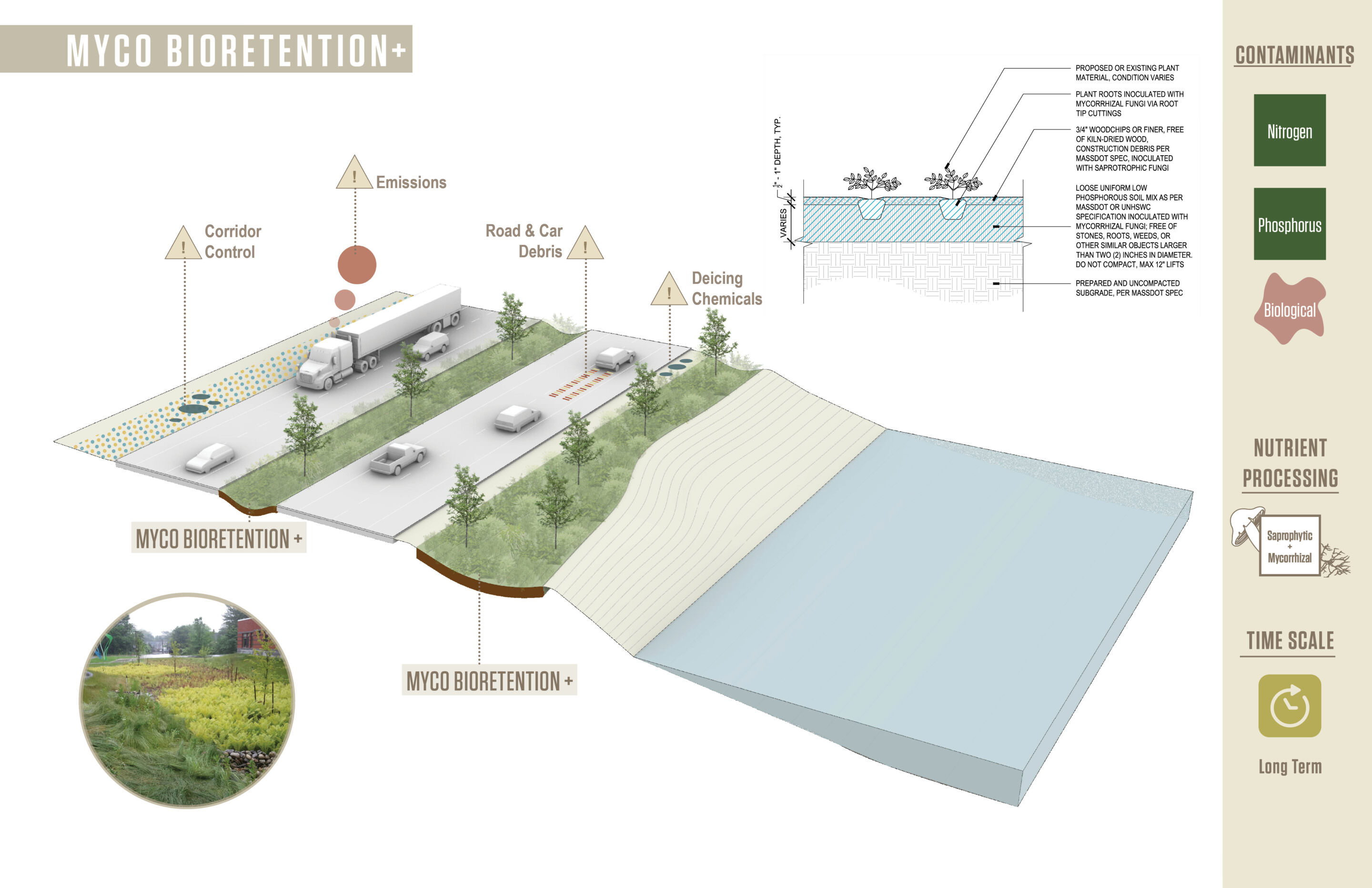 MYCO: MassDOT Mycofiltration Project - Offshoots