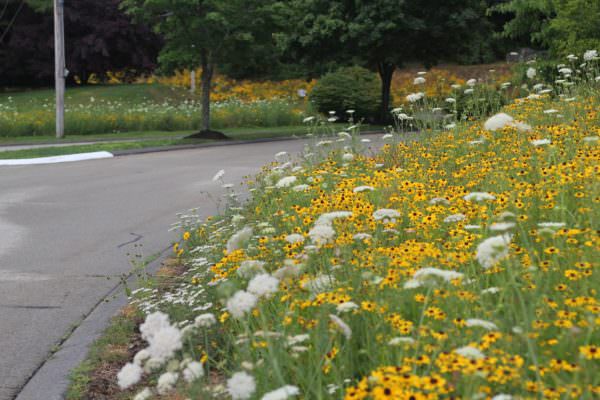 Boulder Park - Offshoots
