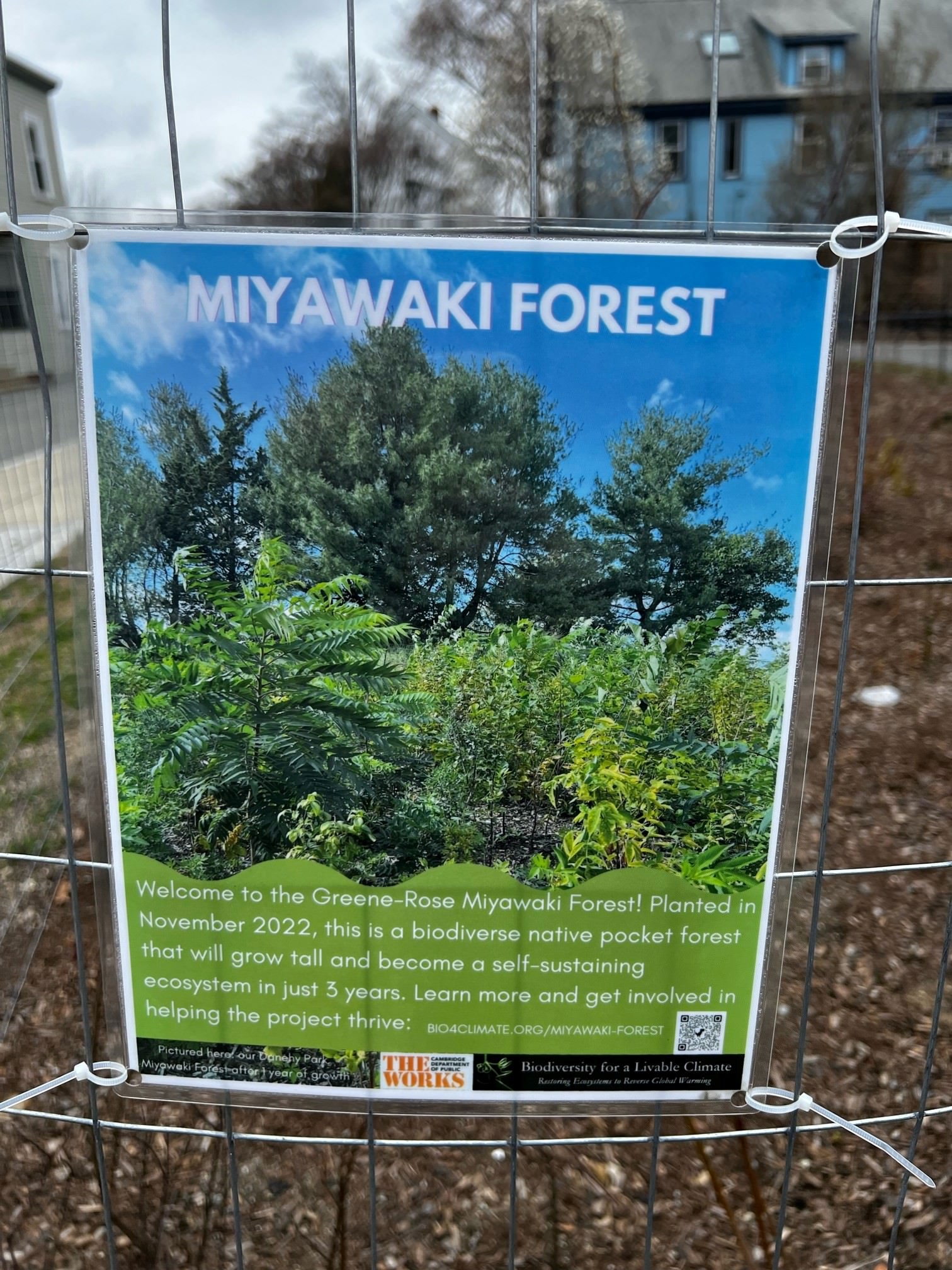 Miyawaki Forests in Cambridge! - Offshoots
