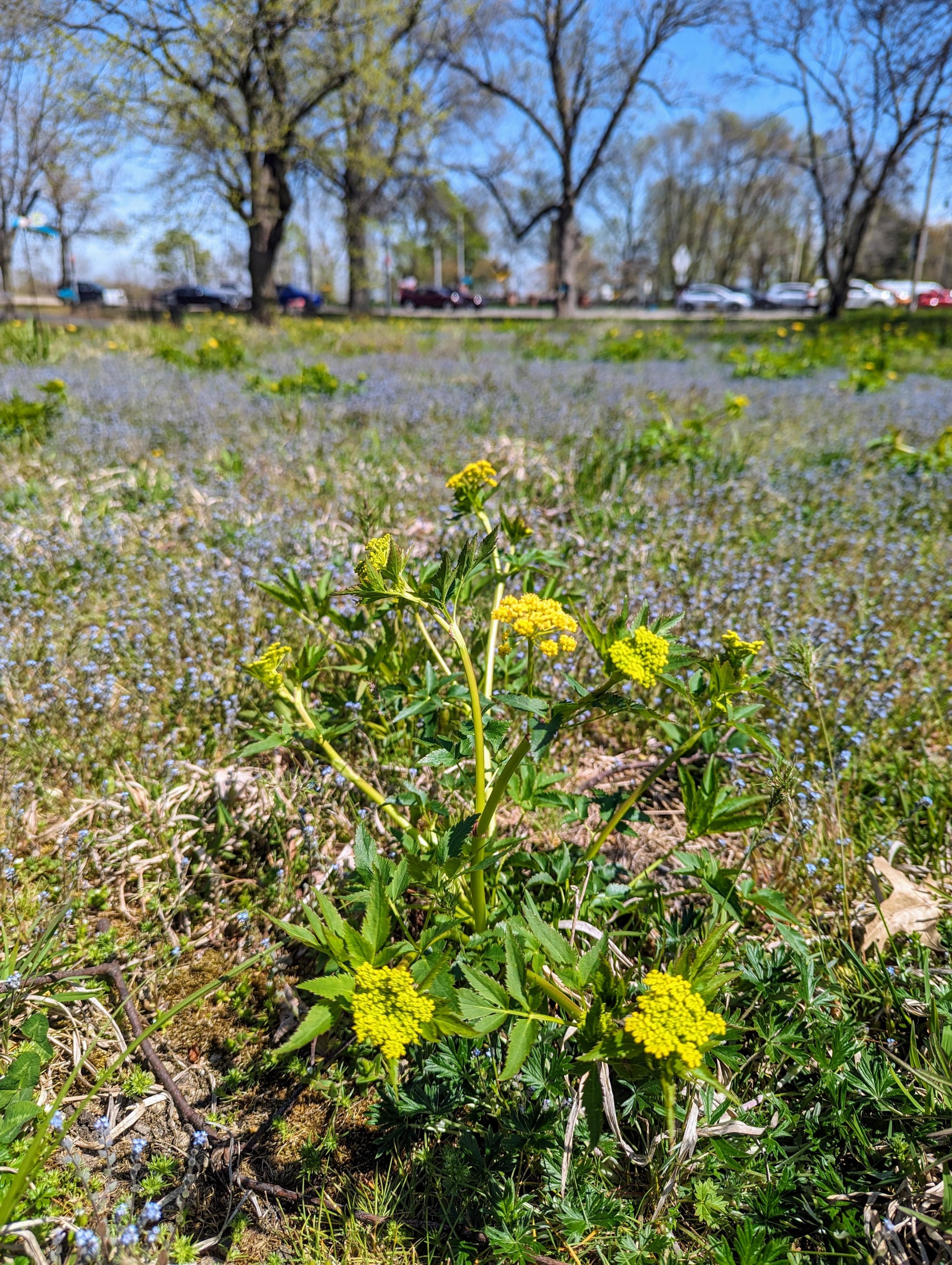 Springtime at the Blessing of the Bay Native Pollinator Meadow - Offshoots